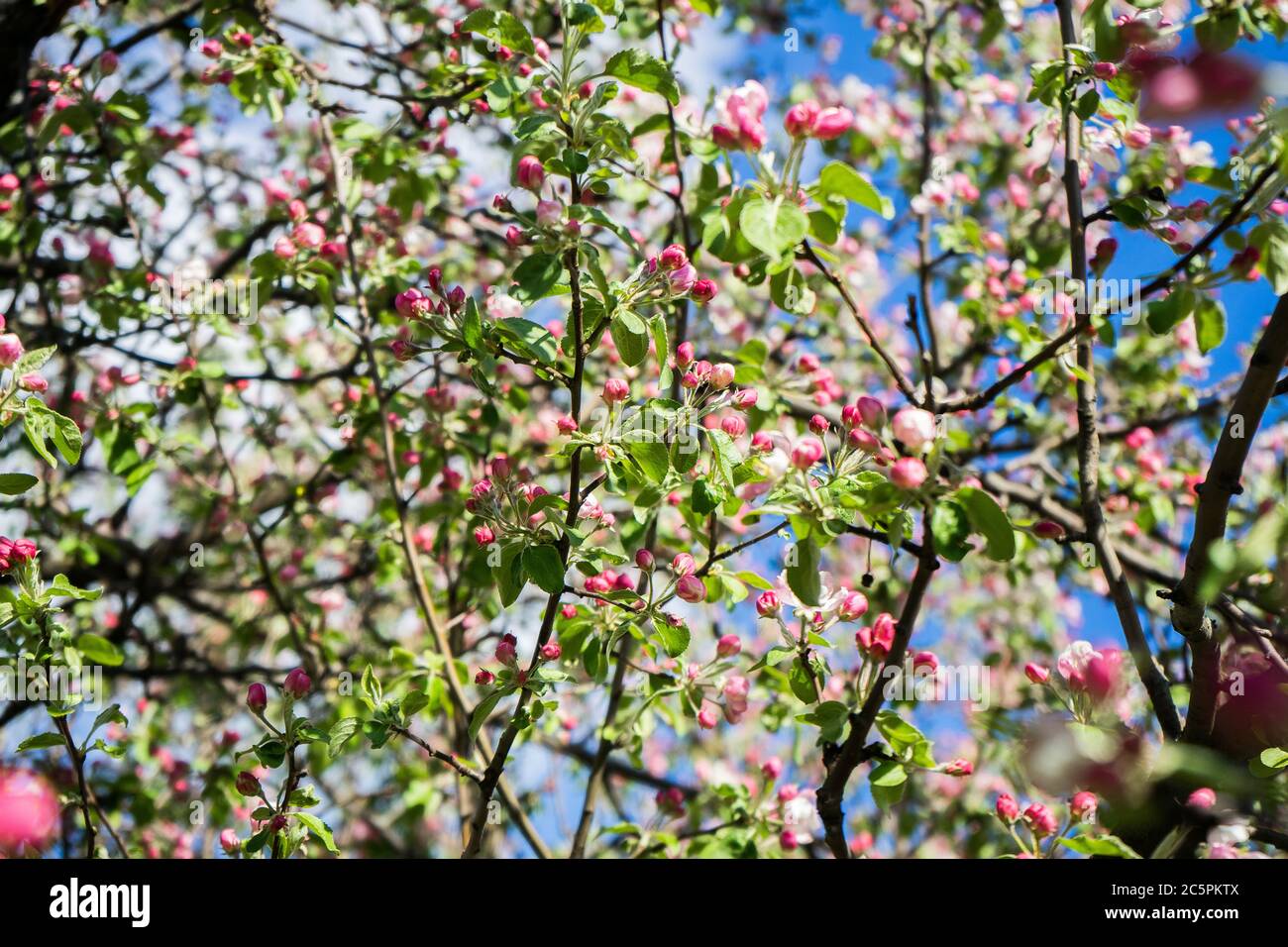 apple tree blossom in spring. Pink blooming apple tree. Bloom. Pink ...