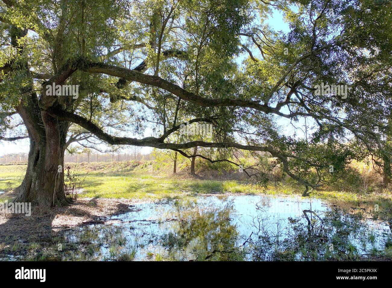 Tree by a pond hi-res stock photography and images - Alamy