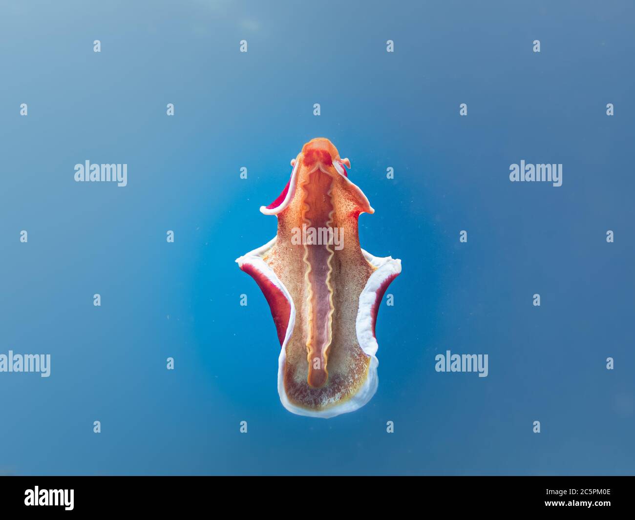 Spanish dancer, Hexabranchus sanguineus, isolated on blue water ...