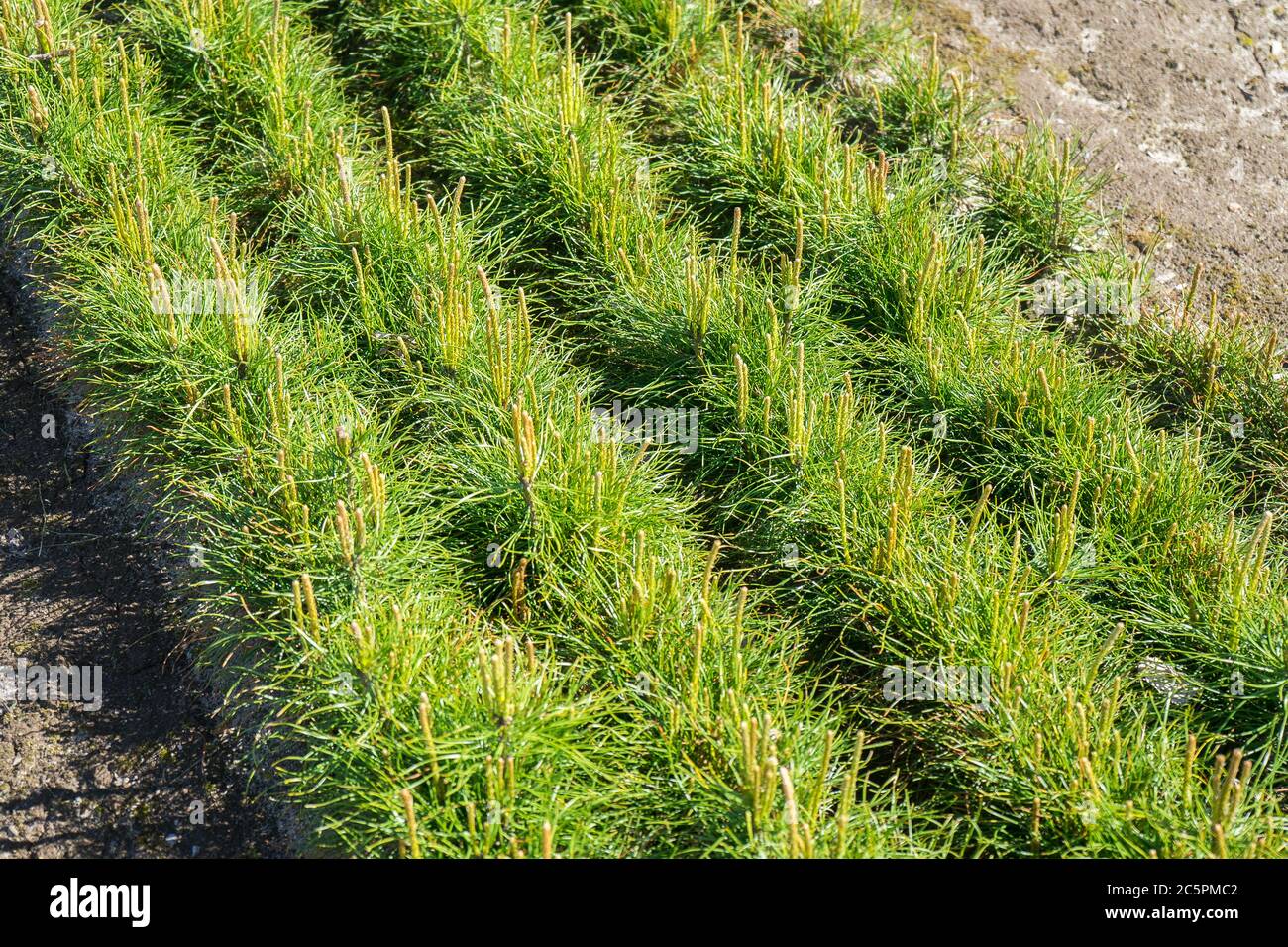 Pine seedlings in a tree nursery in the forest. Growing coniferous ...