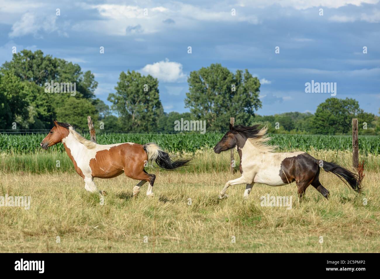 Ponies running in a pasture in the French countryside Stock Photo - Alamy
