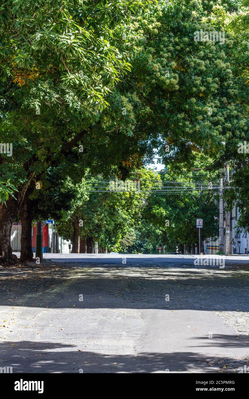 Urban street lined green trees hi-res stock photography and images - Alamy