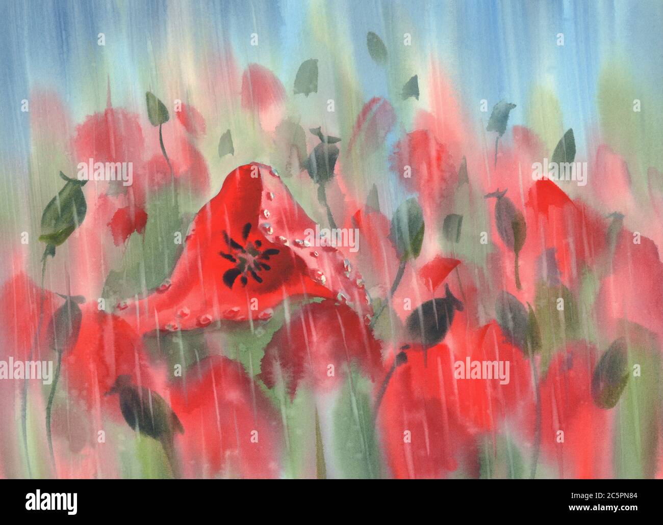Red poppies in the rain watercolor background Stock Photo - Alamy