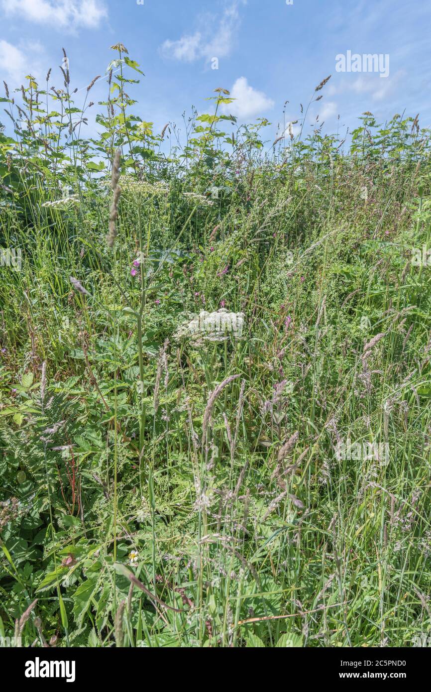 Rural roadside weed patch growing beside hedge. White flower is Hogweed ...