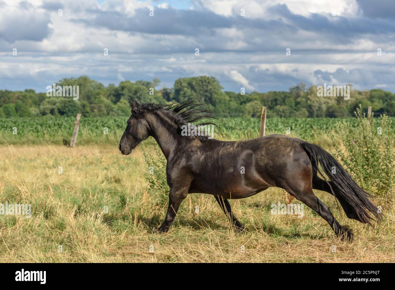Ponies running in a pasture in the French countryside Stock Photo - Alamy