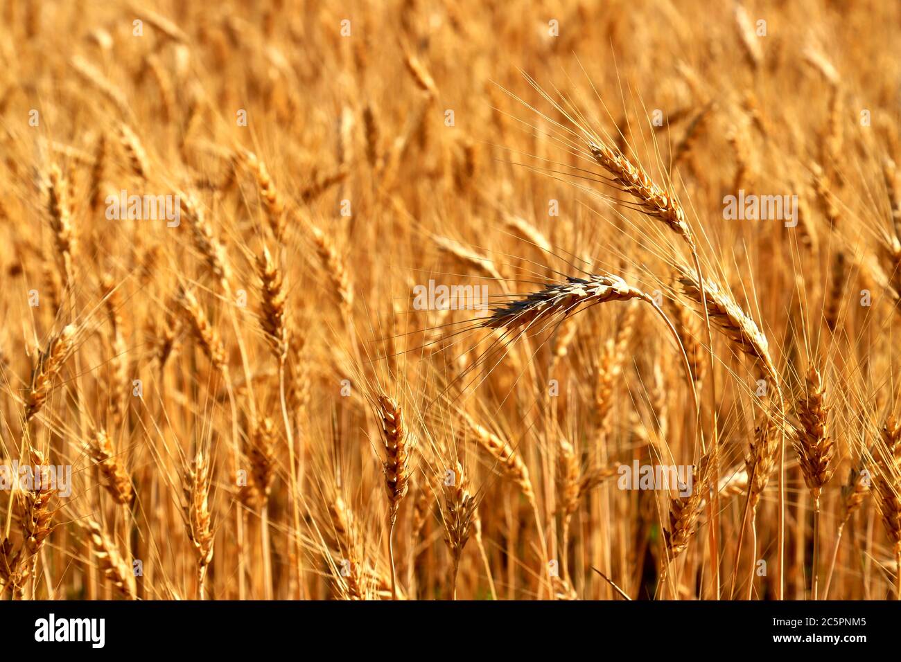 Golden yellow field hi-res stock photography and images - Alamy