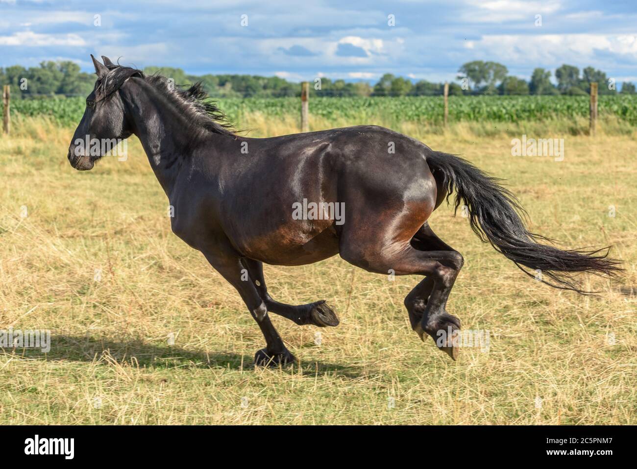 Ponies running in a pasture in the French countryside Stock Photo - Alamy