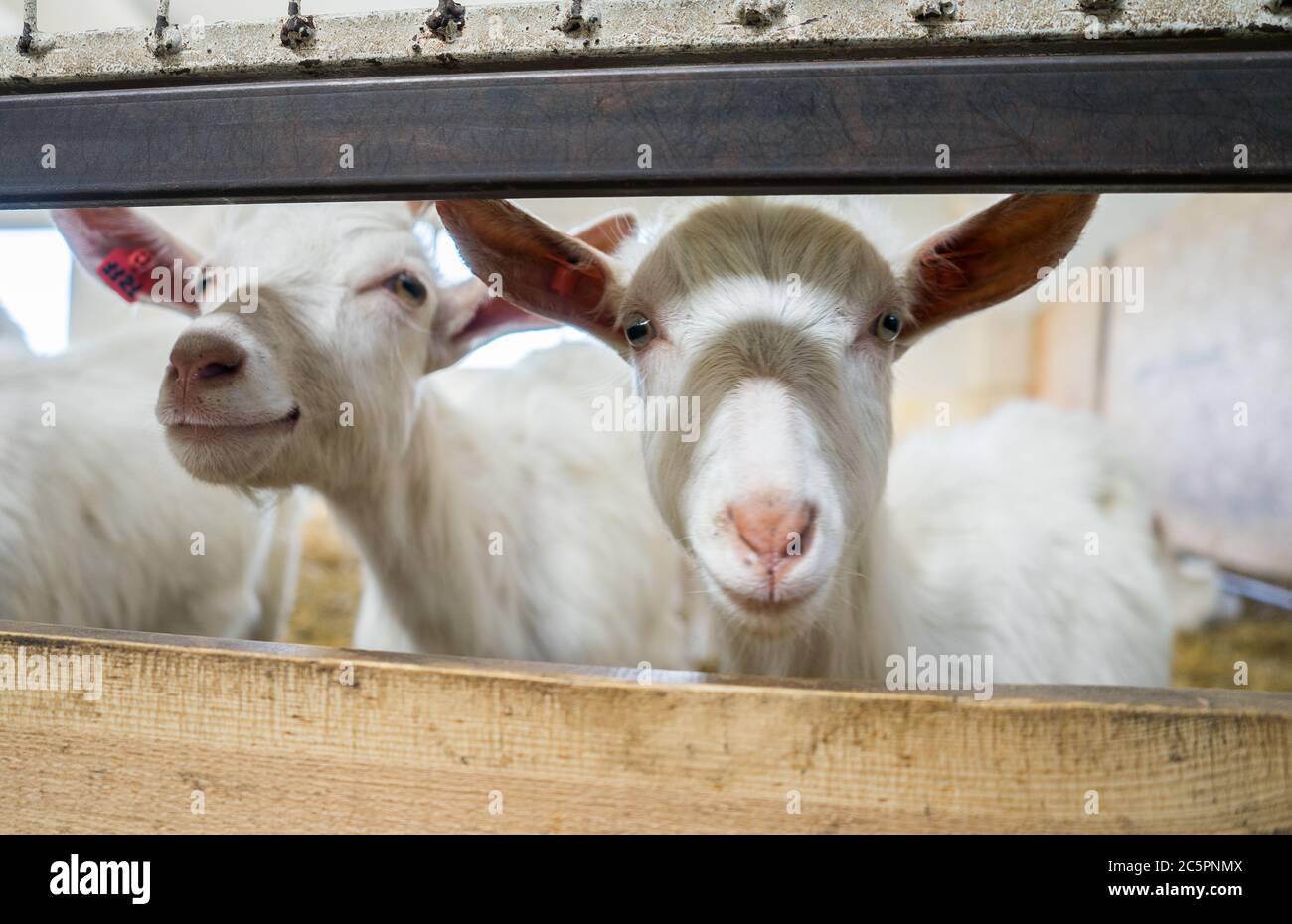 Goat look hi-res stock photography and images - Alamy