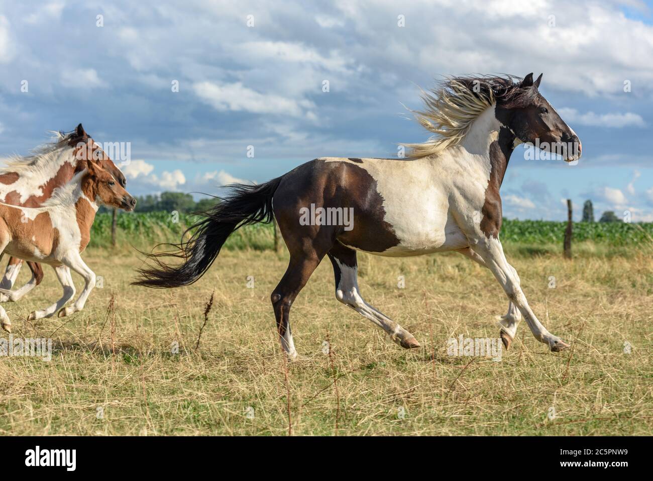 Ponies running hi-res stock photography and images - Alamy