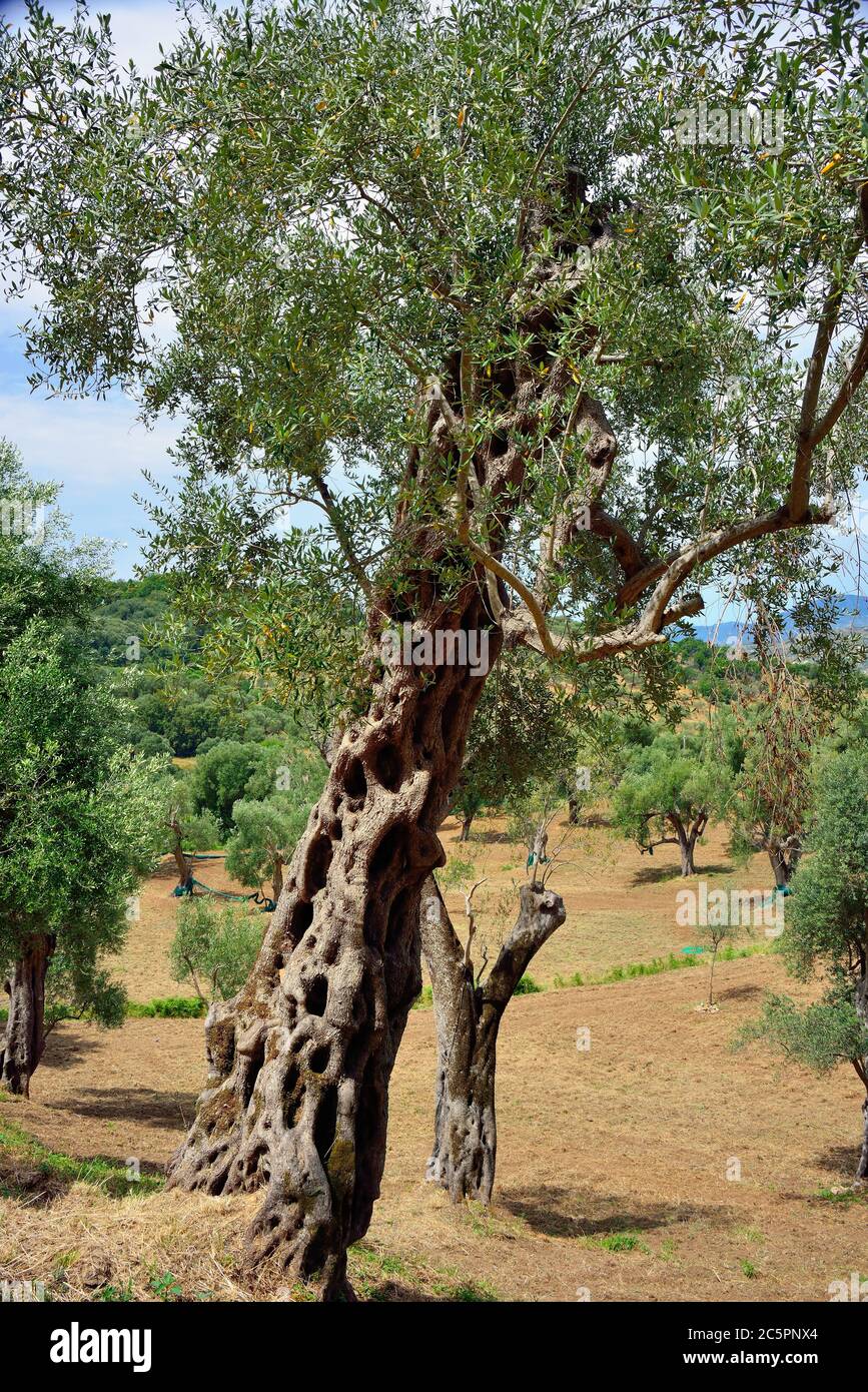 Ascea old village hi-res stock photography and images - Alamy