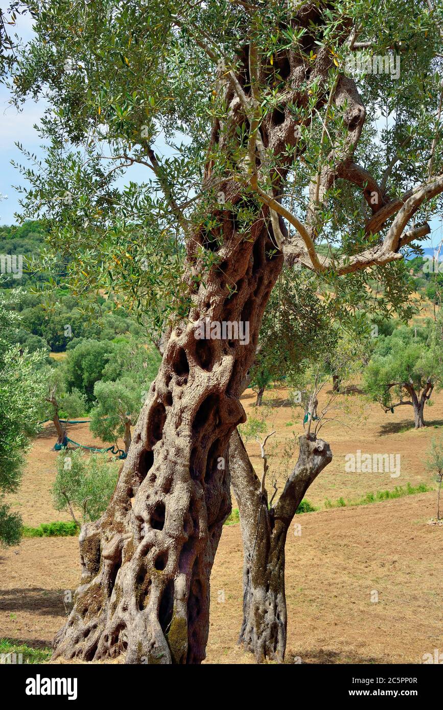 Ascea old village hi-res stock photography and images - Alamy