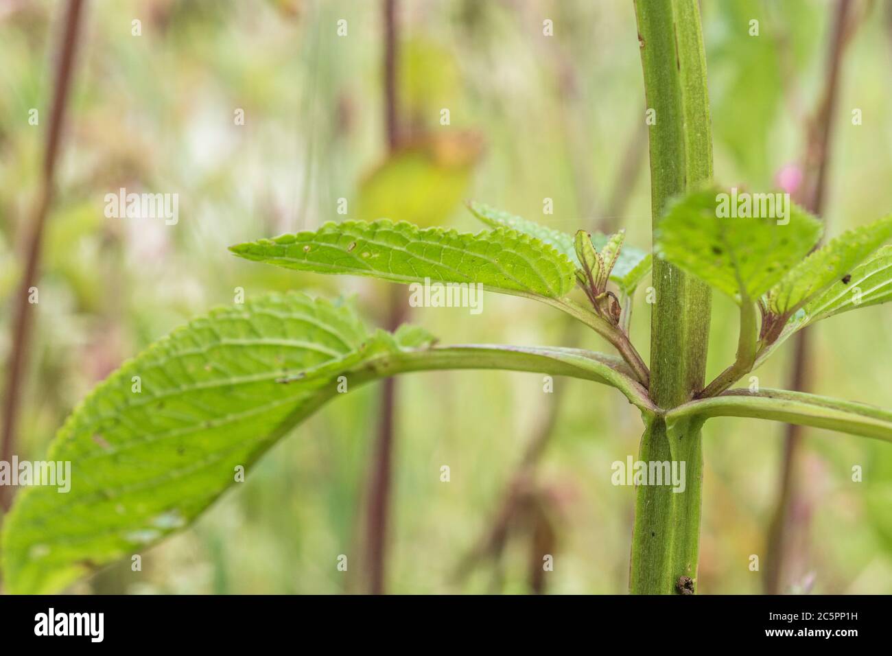 Axil hi-res stock photography and images - Alamy