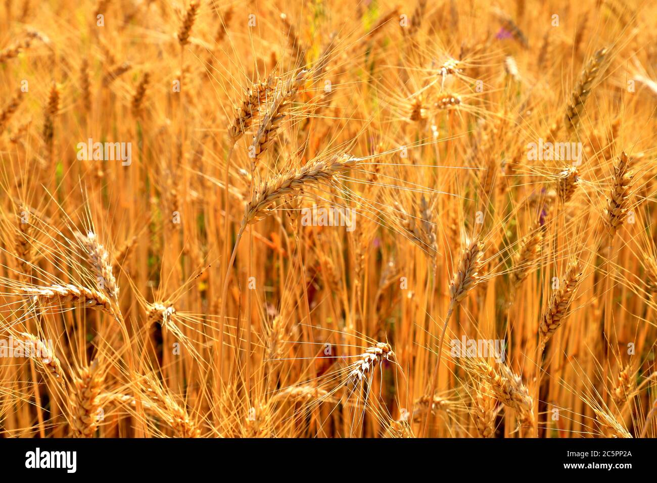 Golden yellow field hi-res stock photography and images - Alamy