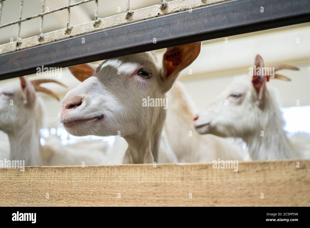 Beautiful white goat on a farm. Farm livestock of goat milk dairy ...