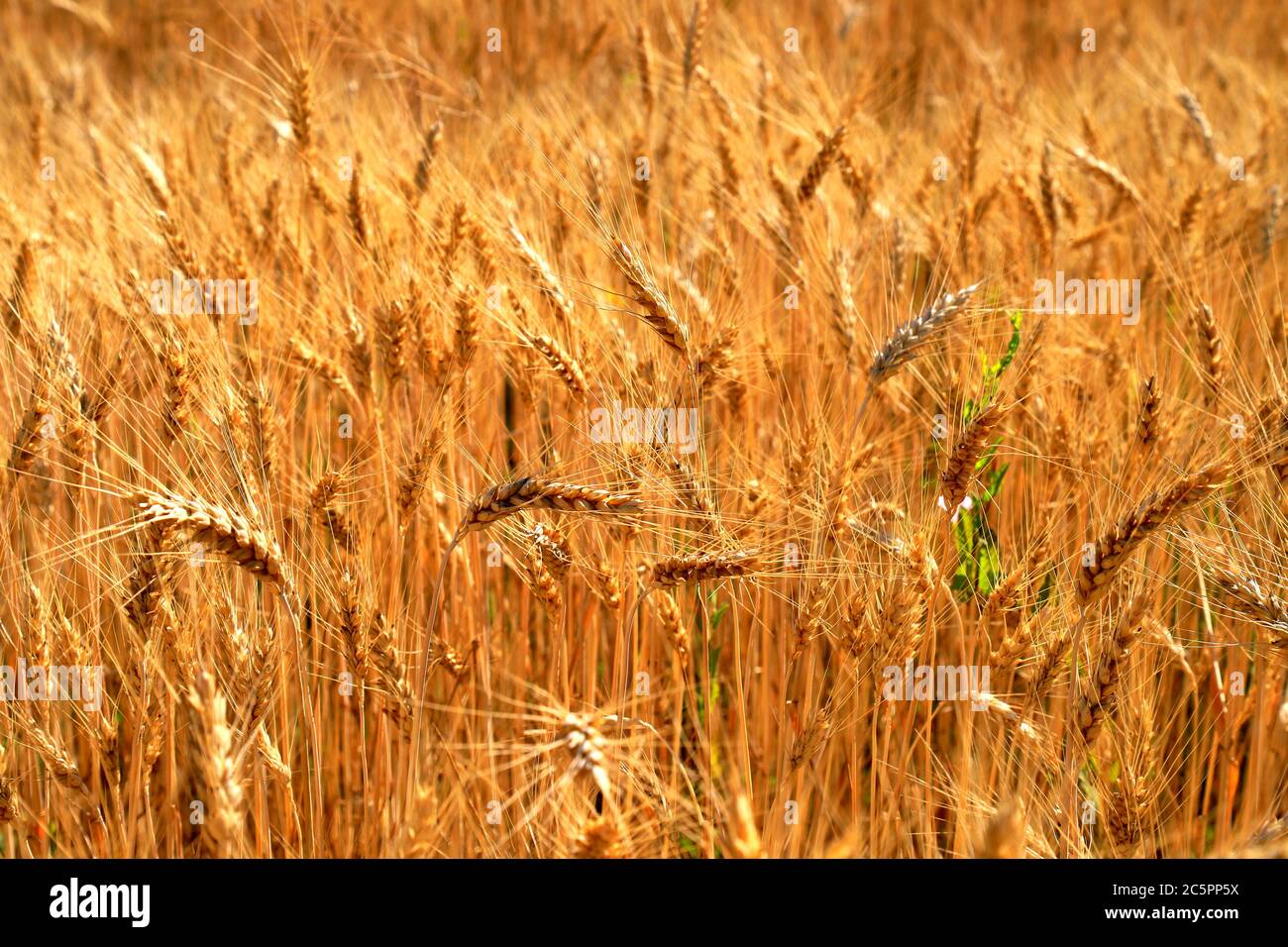 Golden yellow field hi-res stock photography and images - Alamy