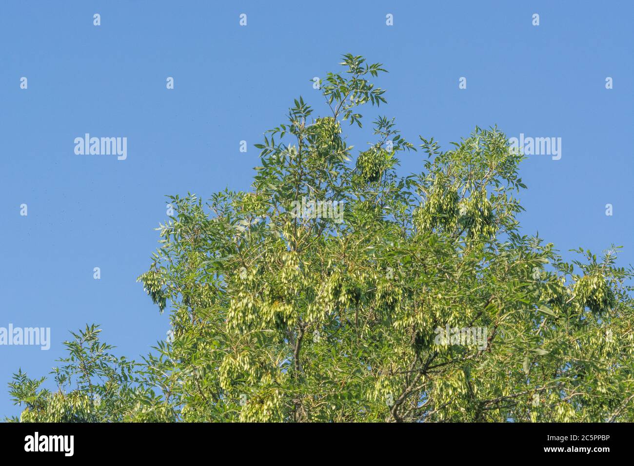 Leaves and 'keys' of an Ash tree / Fraxinus excelsior against blue ...