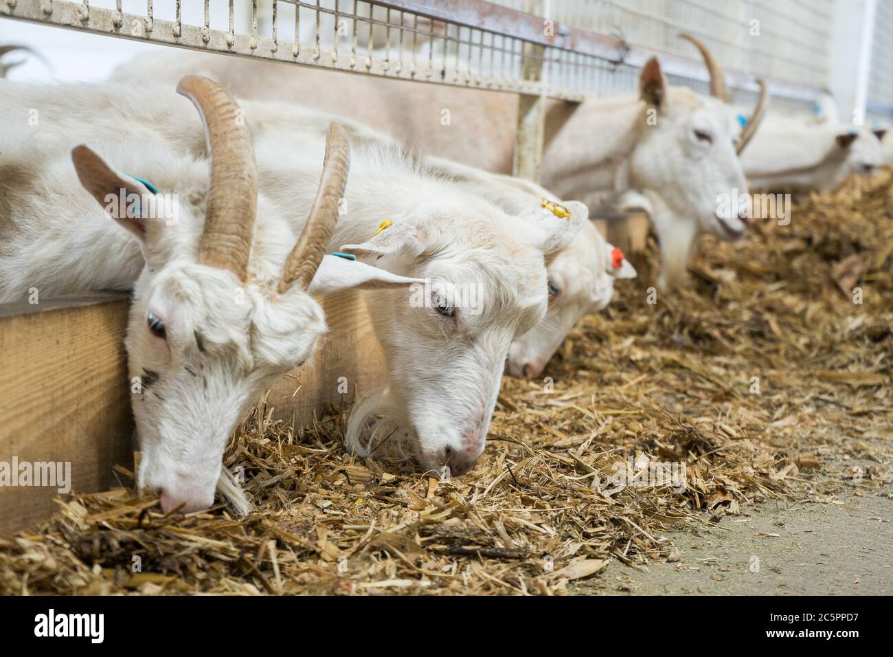 Goat milk production hi-res stock photography and images - Alamy