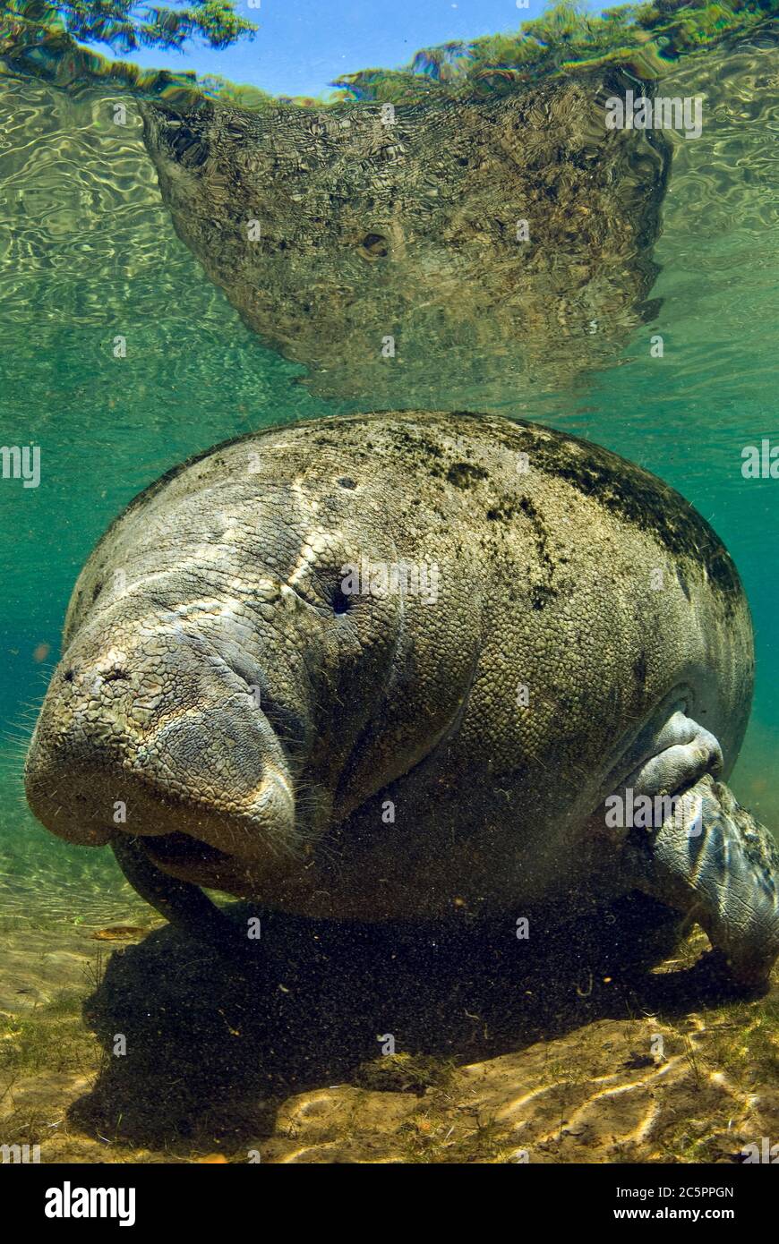 Manatee at Three Sisters, Crystal River, Florida Stock Photo - Alamy