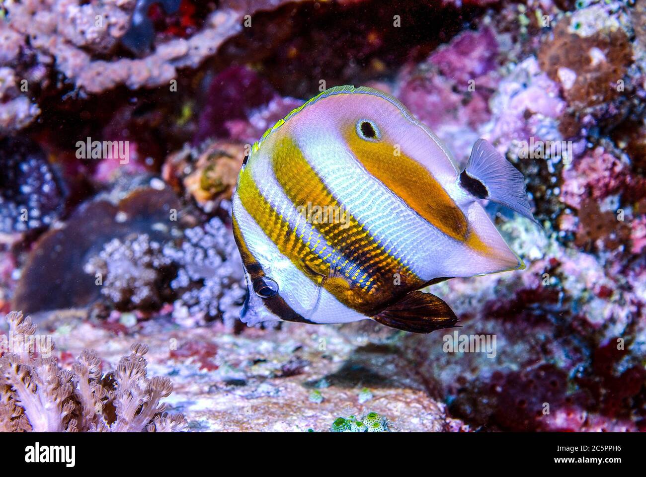 orange-banded butterflyfish (Coradion chrysozonus), Solomon Islands ...