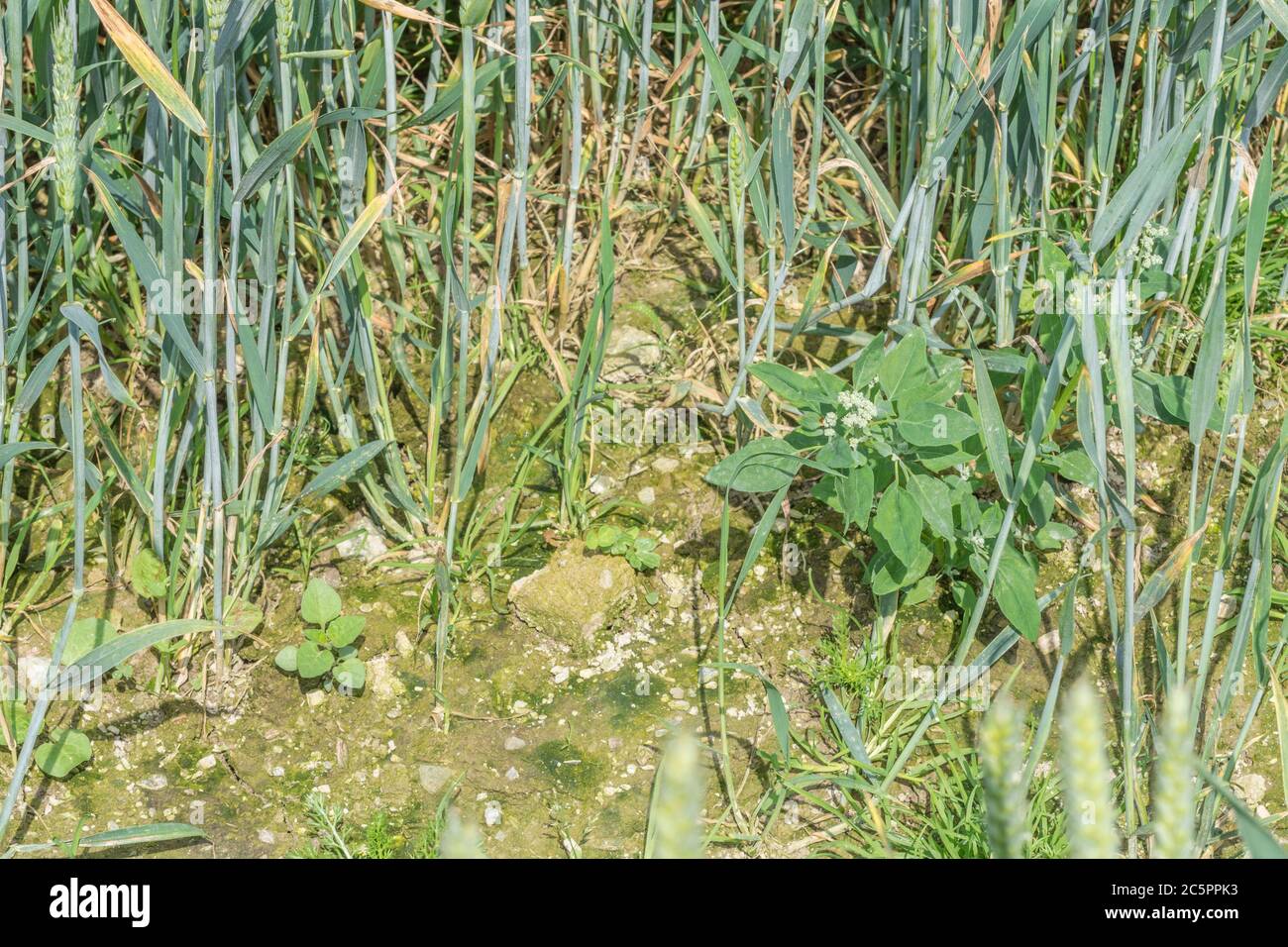 Leaves of agricultural weed Fat-Hen / Chenopodium album seen growing ...
