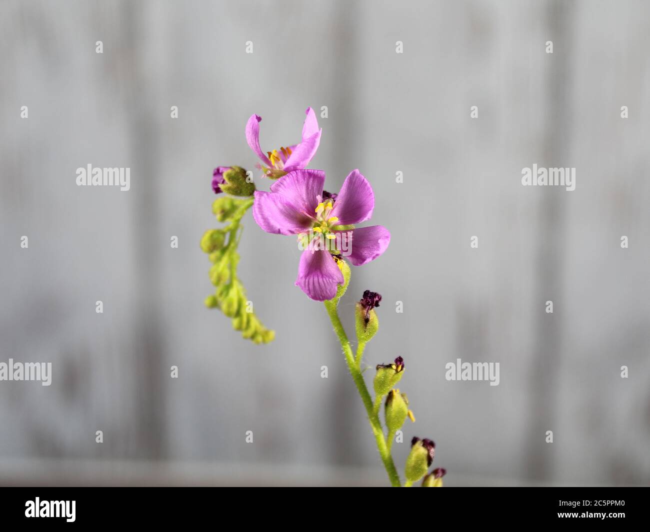 flower plant carnivorous small purple smell color beautiful rarity ...