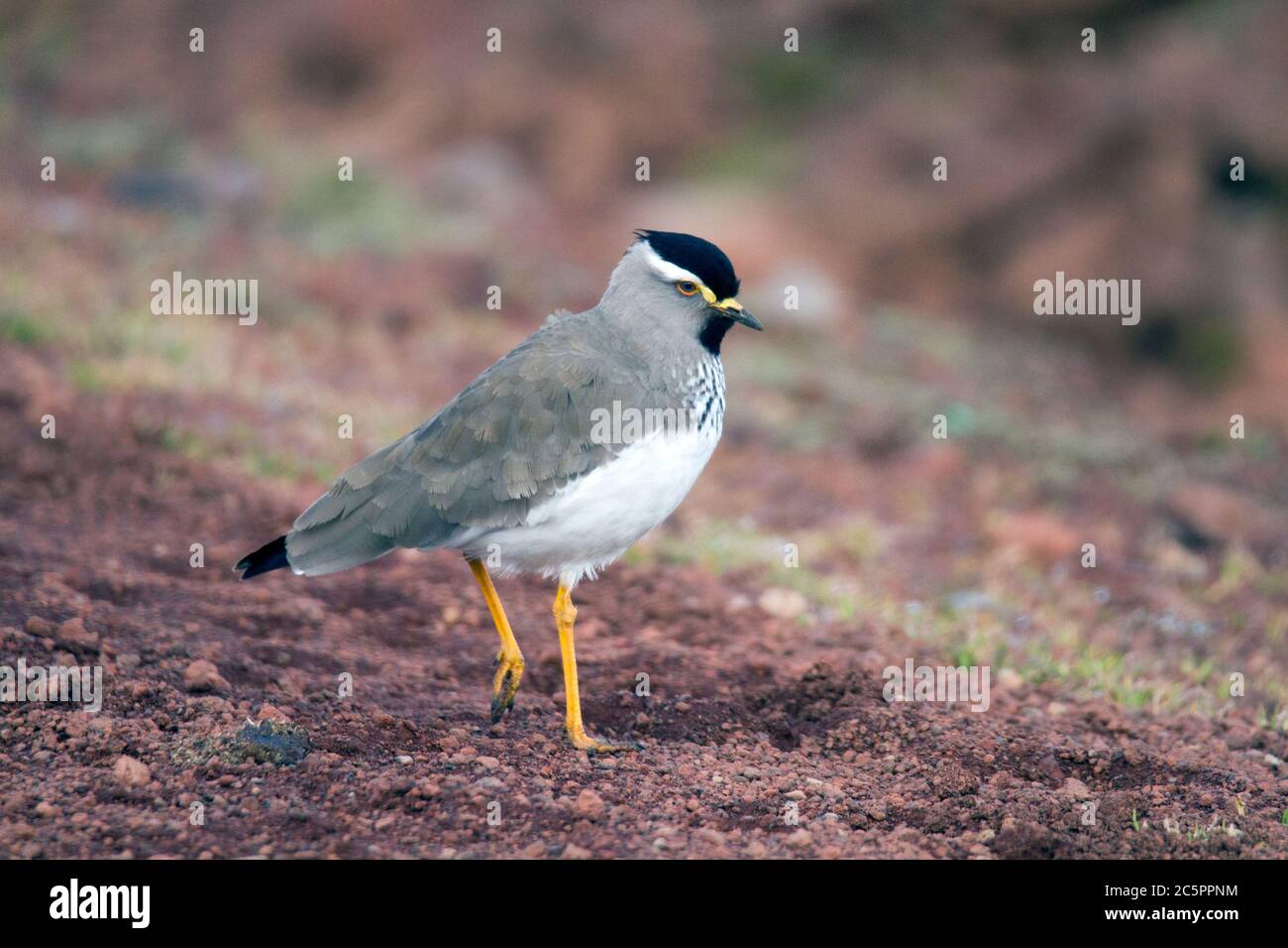 Gray headed Batis (Batis orientalis Stock Photo - Alamy