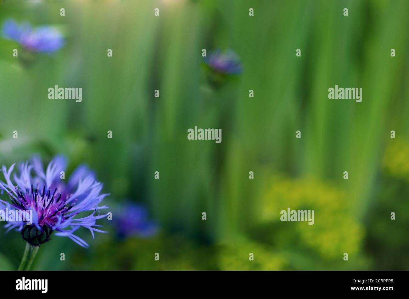 Fower garden hi-res stock photography and images - Alamy
