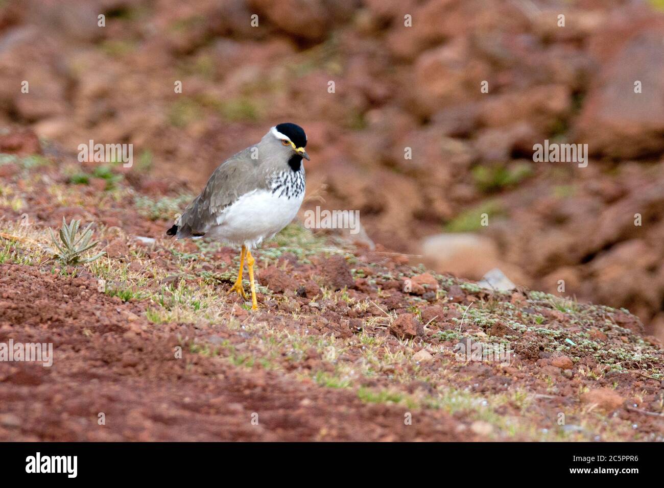 Gray headed batis hi-res stock photography and images - Alamy