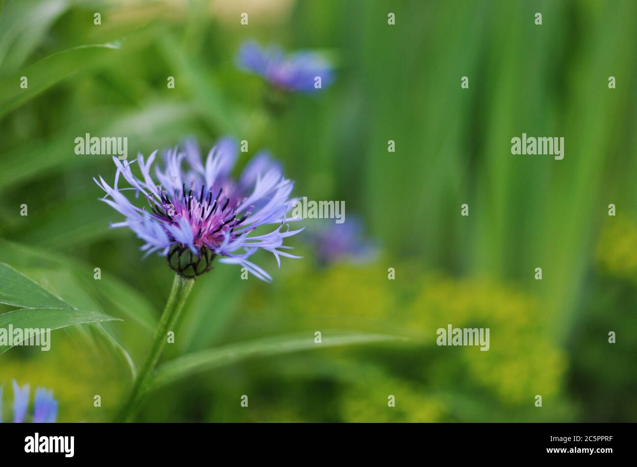 Fower field hi-res stock photography and images - Alamy
