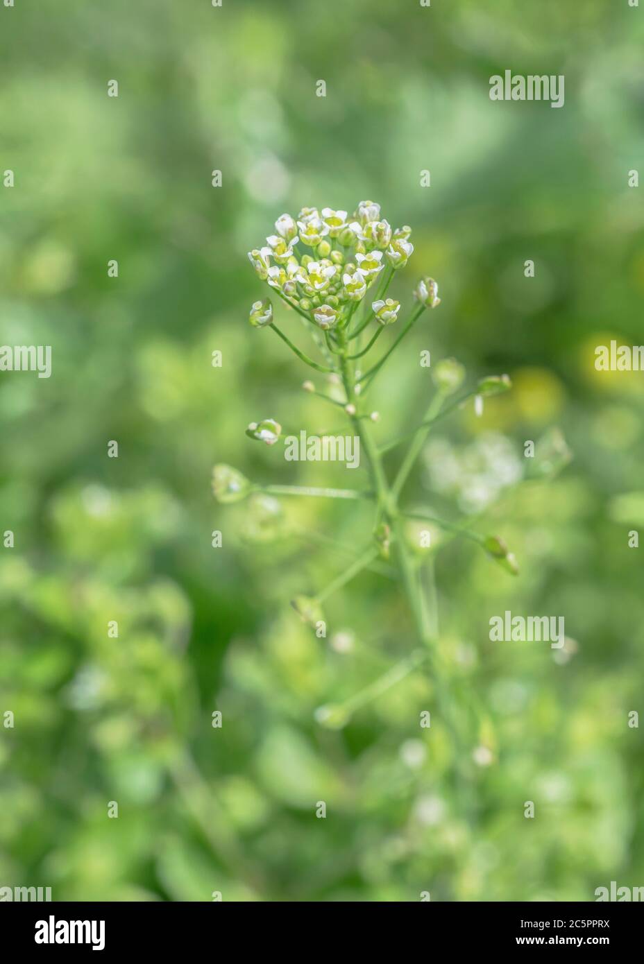 Small white flowers of Shepherds Purse / Capsella bursa-pastoris. Seed ...