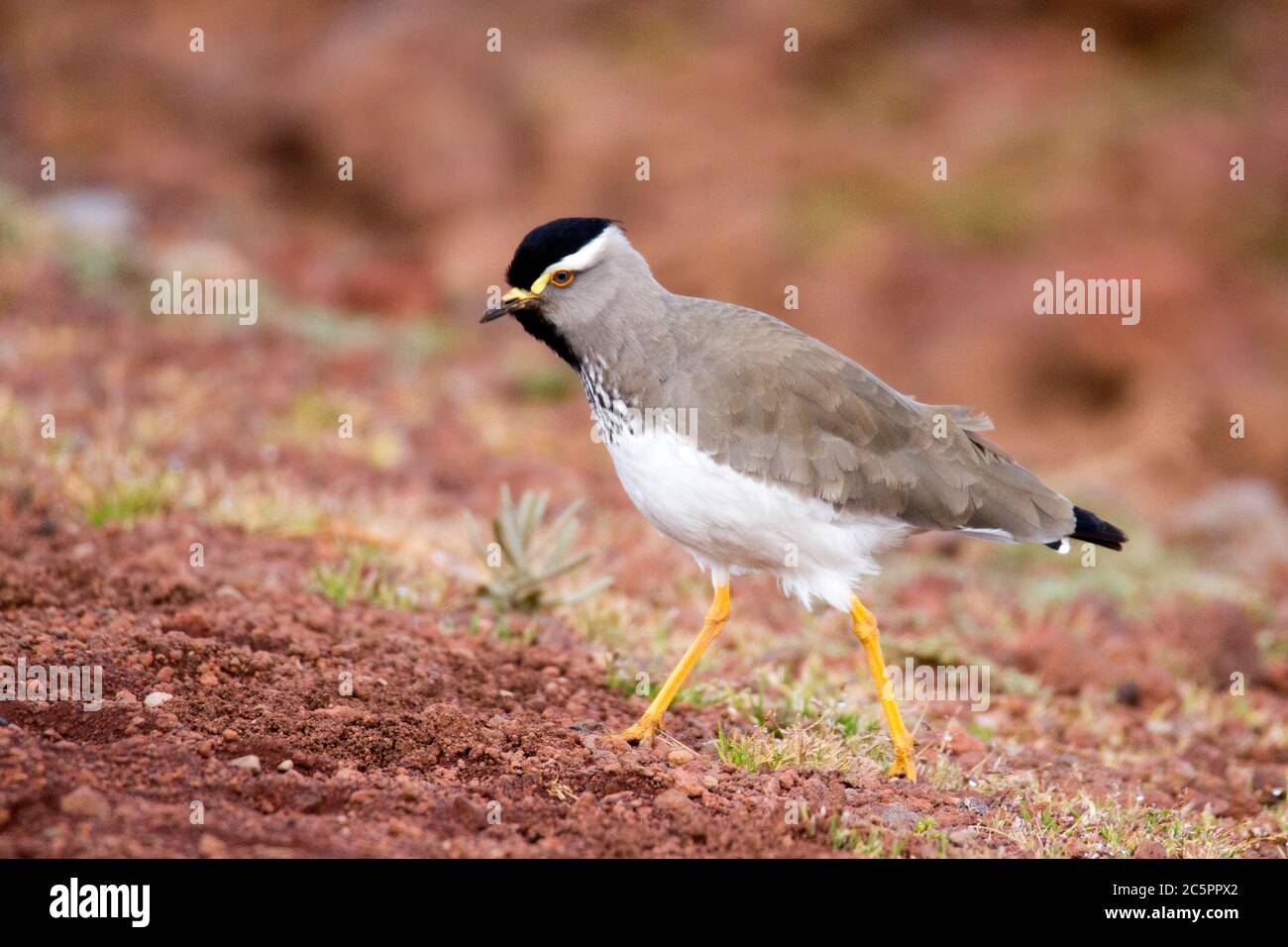 Gray headed Batis (Batis orientalis Stock Photo - Alamy