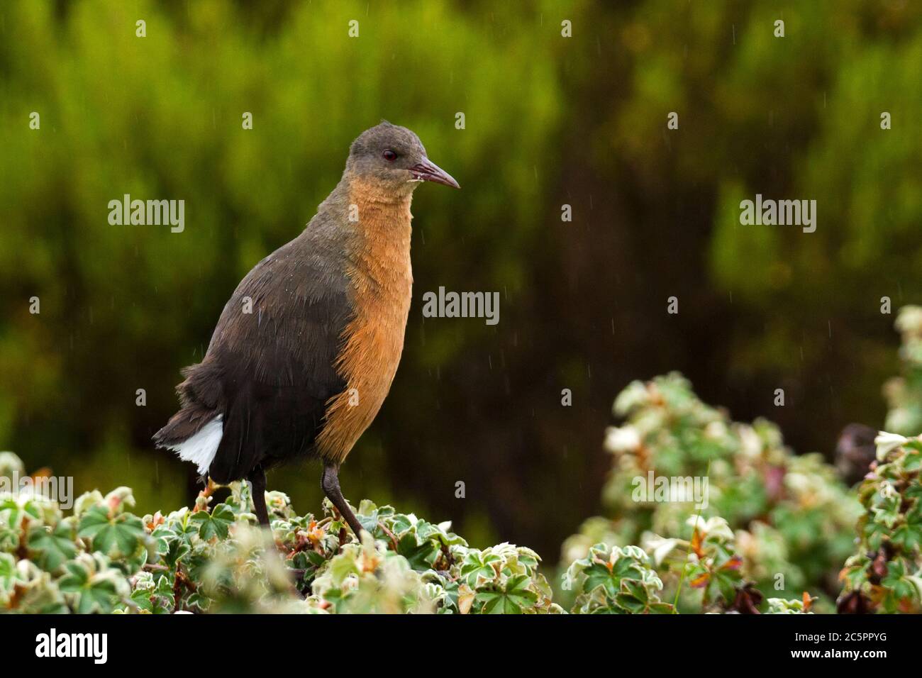 Rail birds hi-res stock photography and images - Alamy
