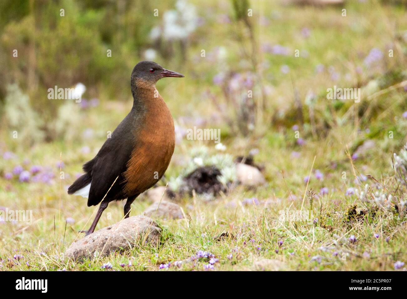 Rail birds hi-res stock photography and images - Alamy