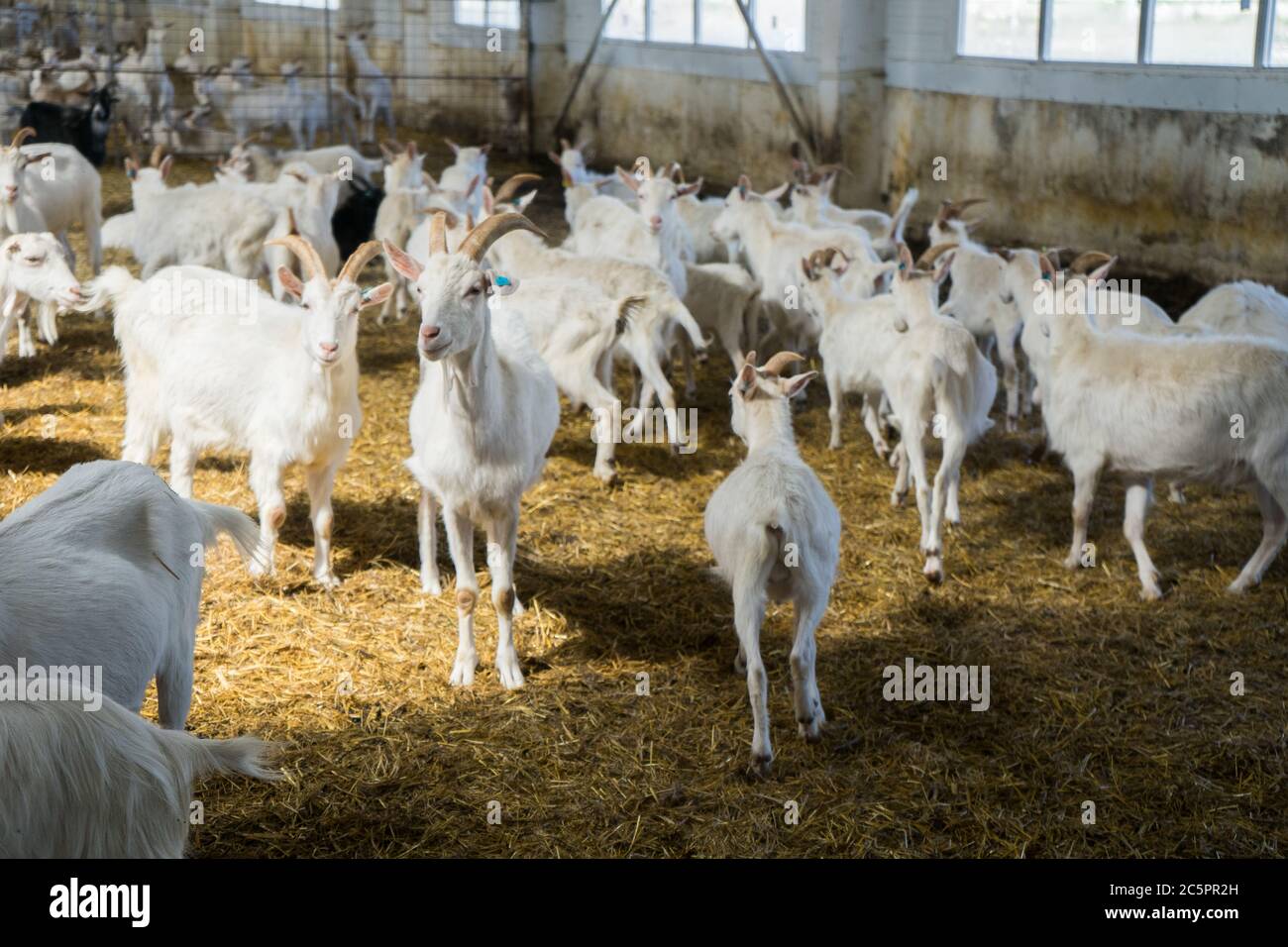 A lot of goats on a goat farm. Farm livestock of goat milk dairy ...
