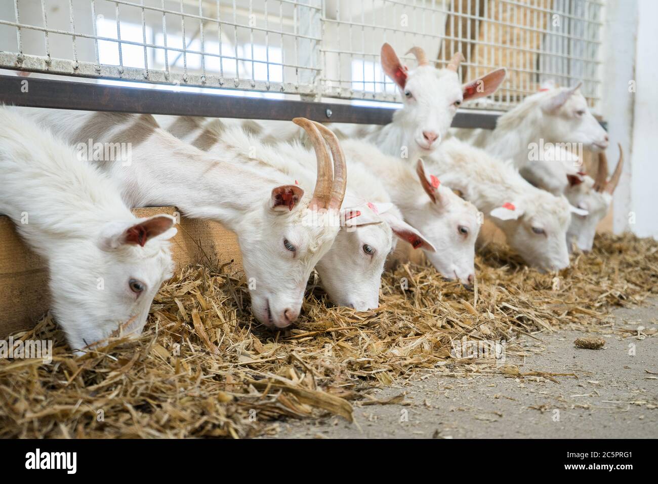 Goats eat hay or grass on the farm. Farm livestock of goat milk dairy ...
