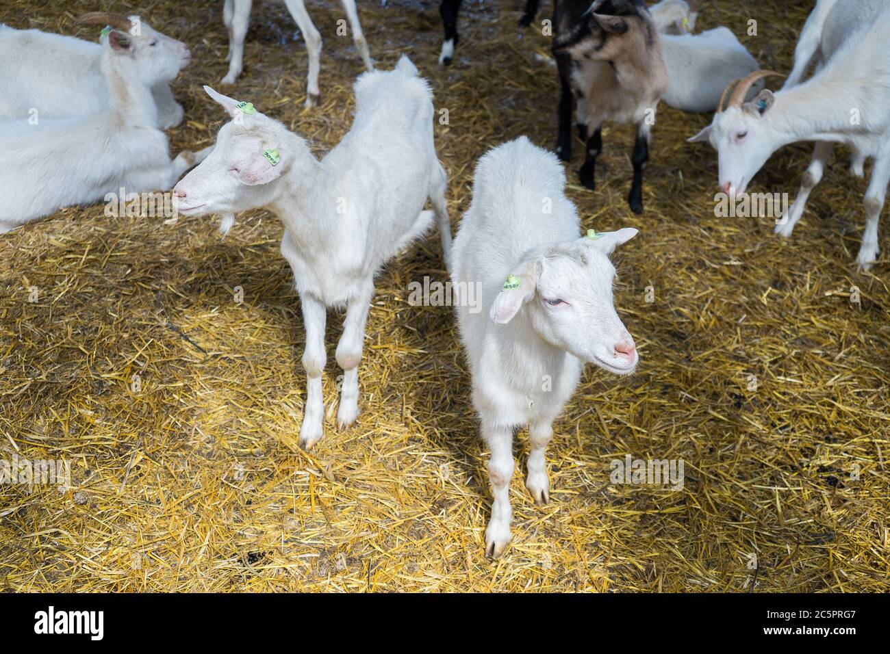 Goats on a goat farm. Farm livestock farming of goat milk dairy ...