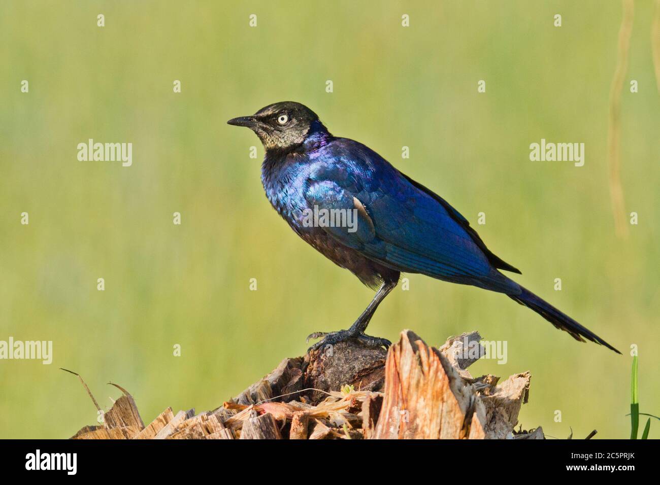 Ruppells starling hi-res stock photography and images - Alamy