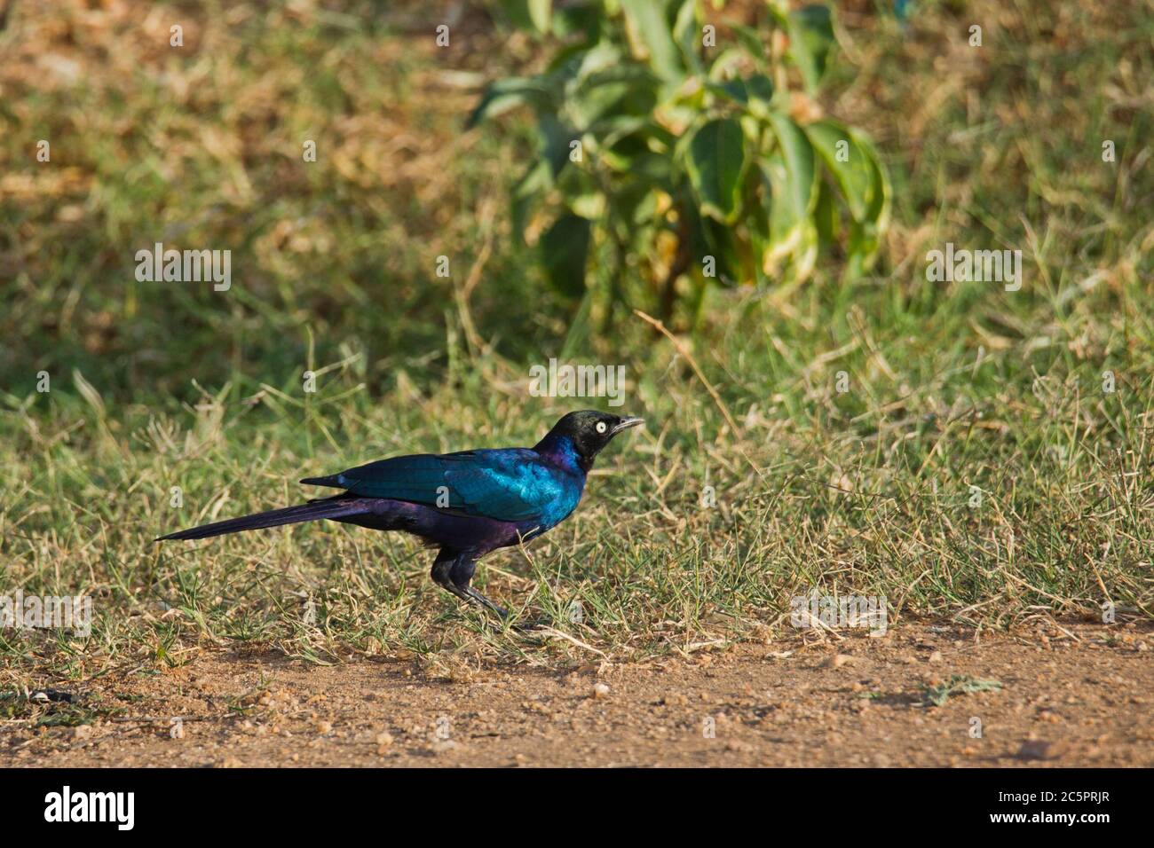 Ruppells Starling Stock Photo - Alamy