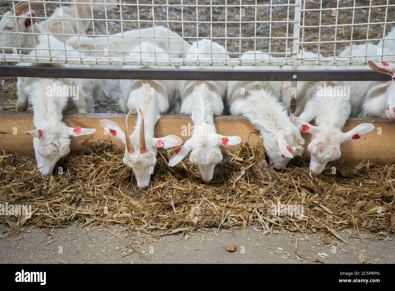 Goats eat hay or grass on the farm. Farm livestock of goat milk dairy ...