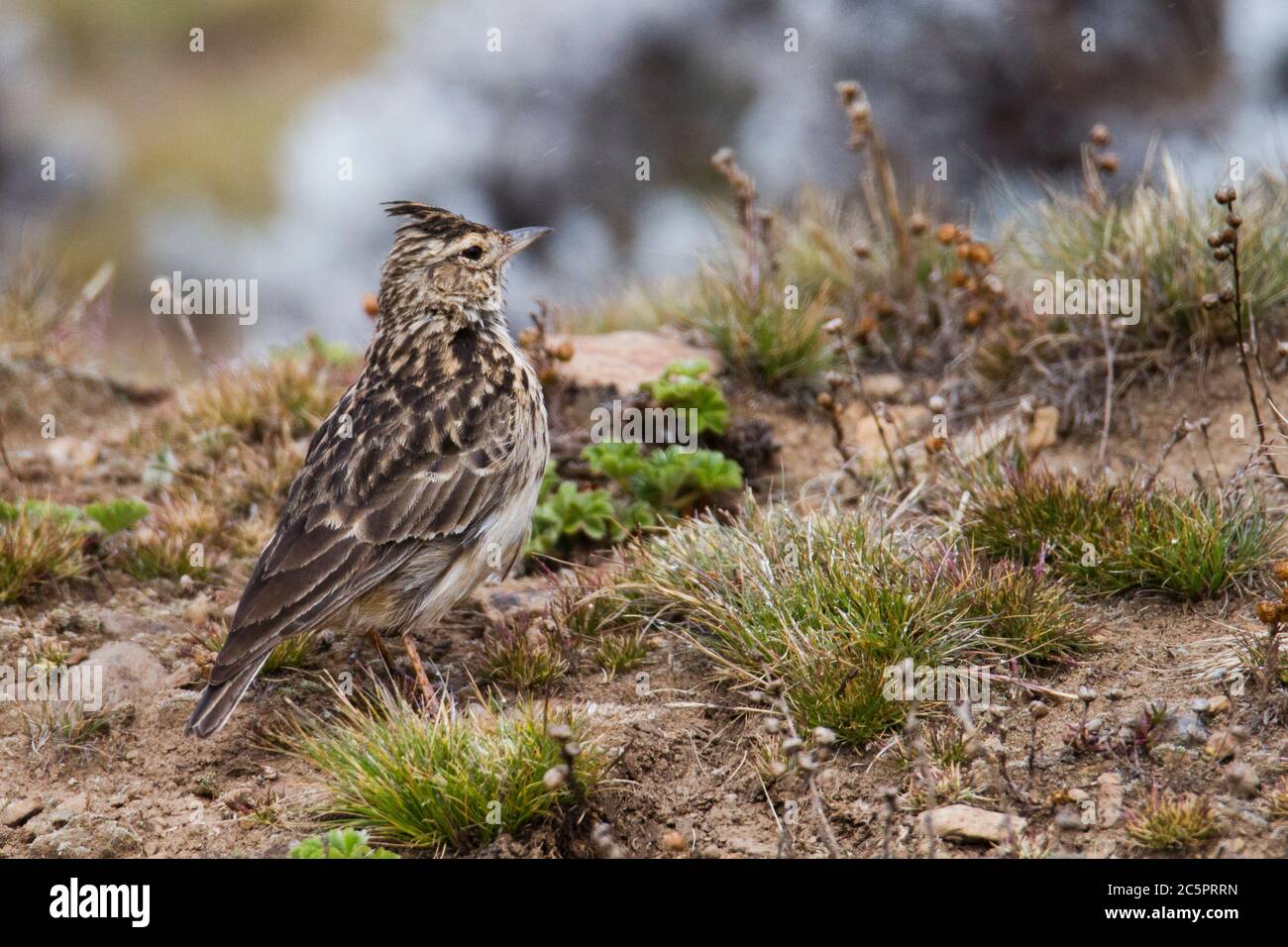 Lark bird hi-res stock photography and images - Alamy
