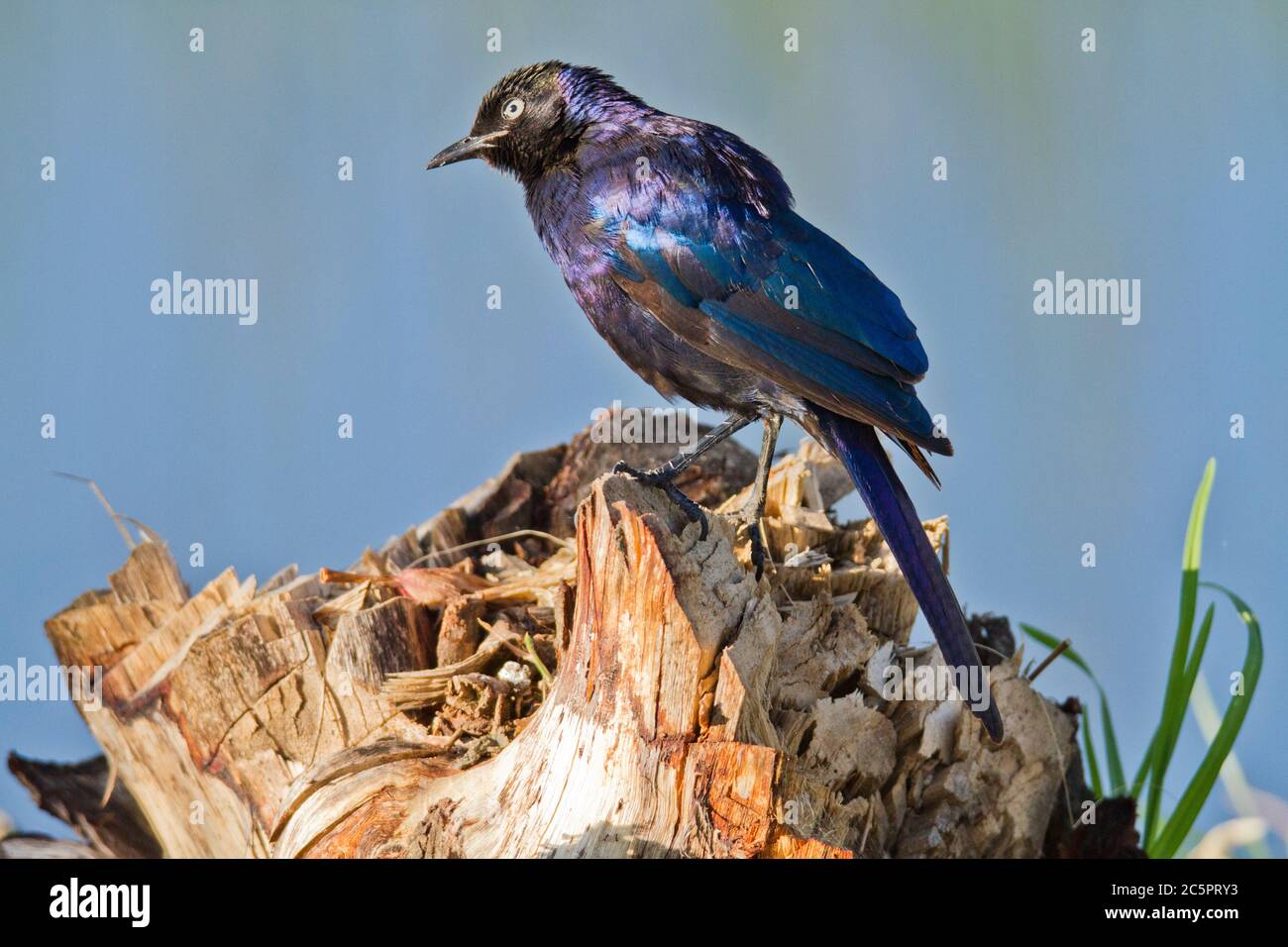 Ruppells starling hi-res stock photography and images - Alamy
