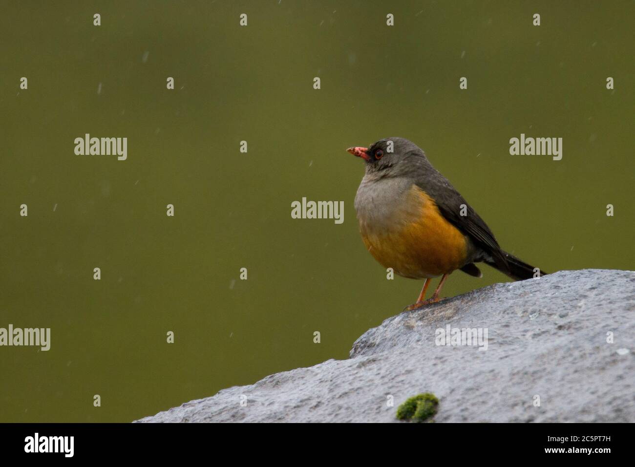 Abyssinian birds hi-res stock photography and images - Alamy