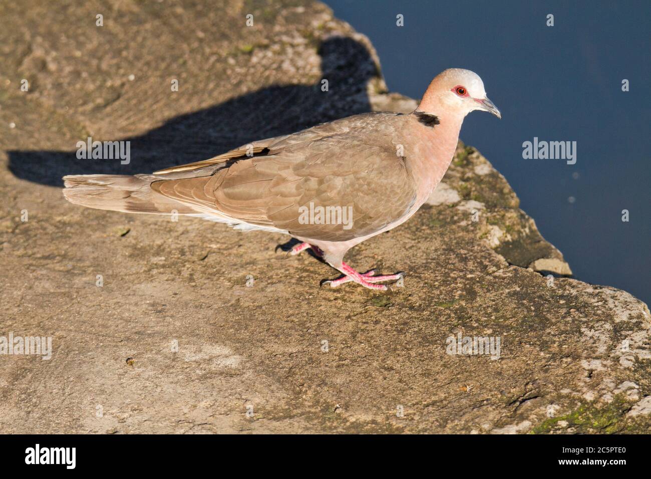 Ring necked Dove Stock Photo - Alamy