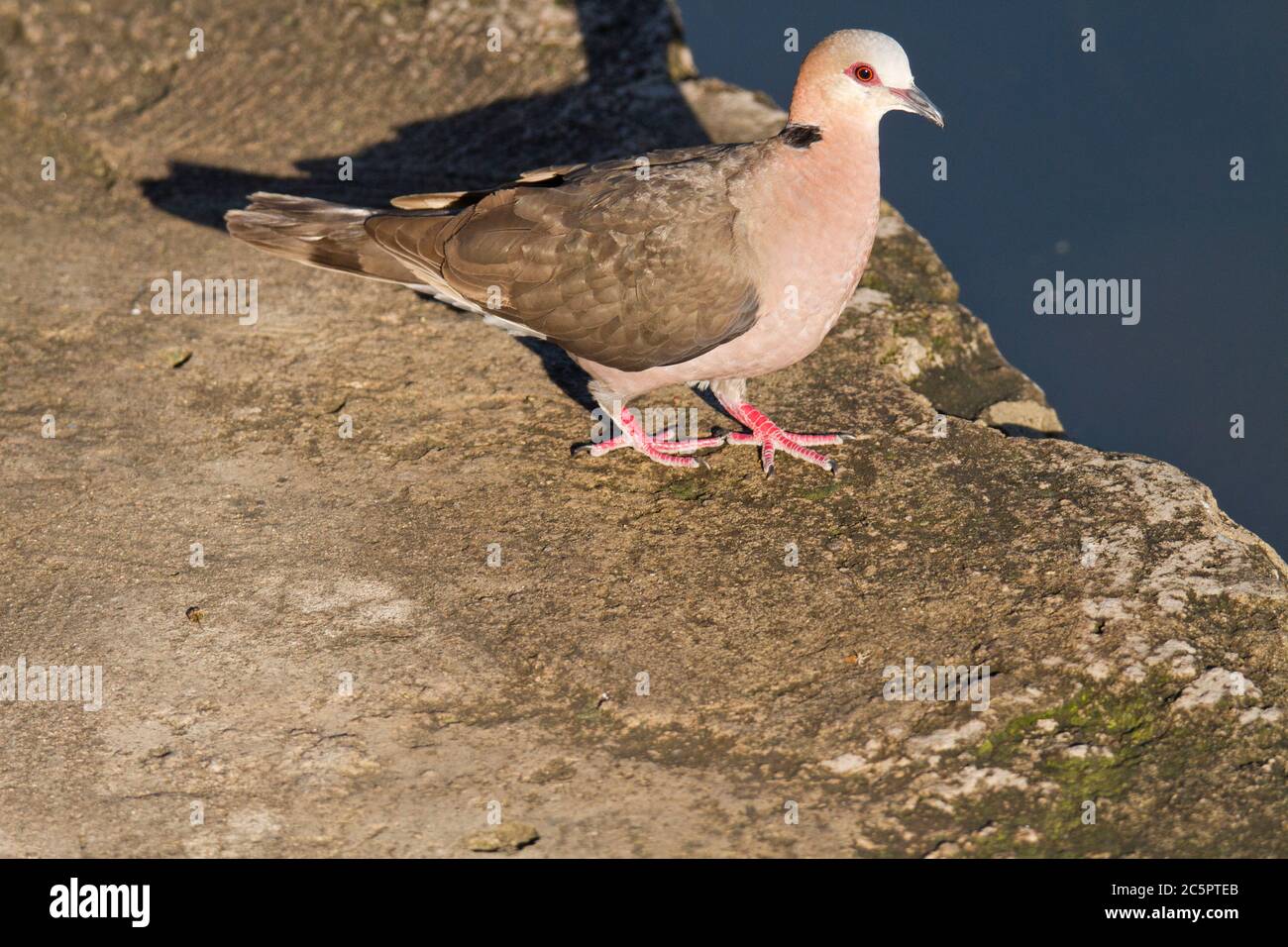 Ring necked Dove Stock Photo - Alamy