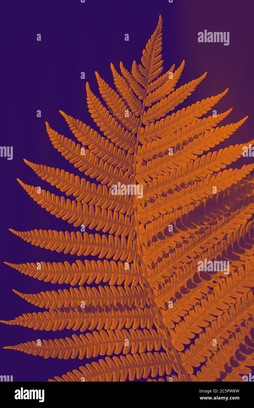 Toned background in orange and violet tones in the sunshine fern leaves ...