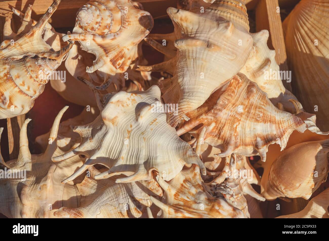 Sea mollusks close-up. Background from exotic shells. Top view close up ...