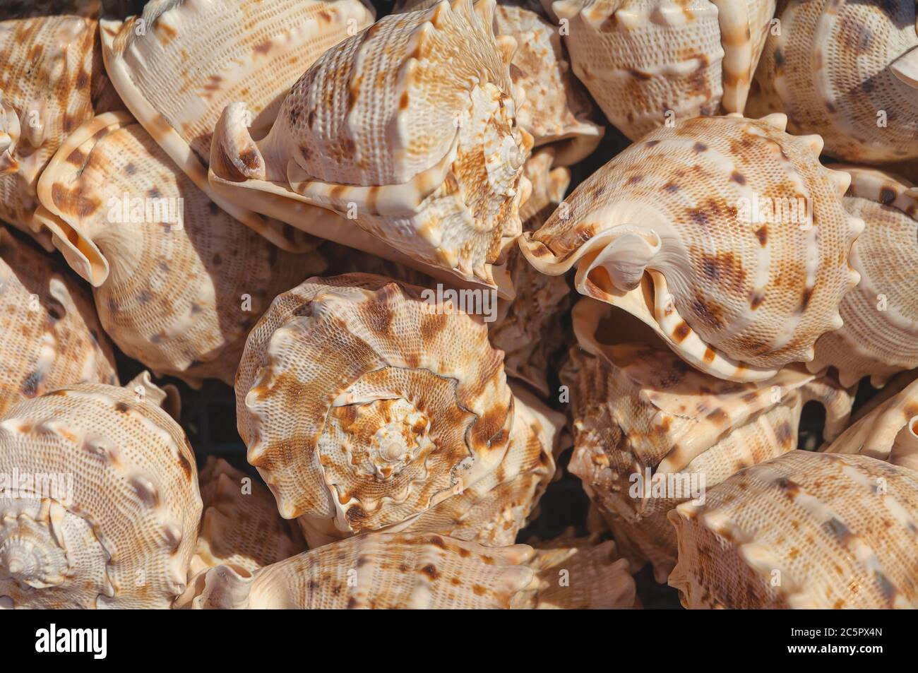 Top view close up of mollusk.Texture of shells top view. Concept group ...