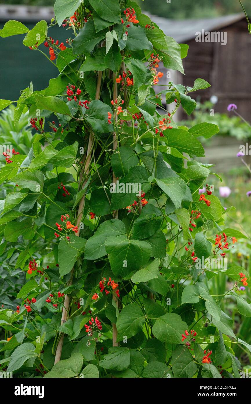 Runner beans seen with red flowers climbing upwards on support ...