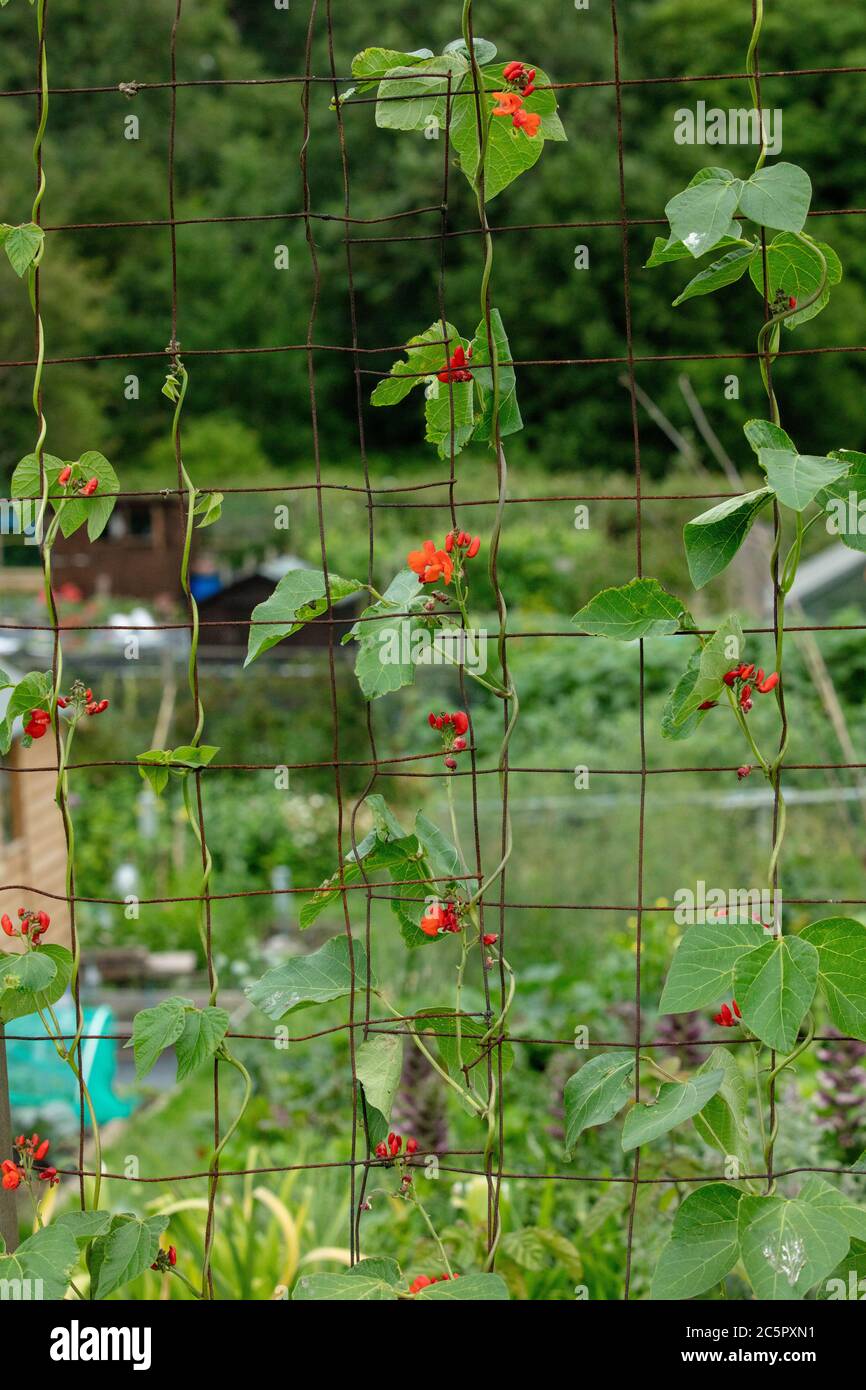 Runner beans on an iron frame hi-res stock photography and images - Alamy
