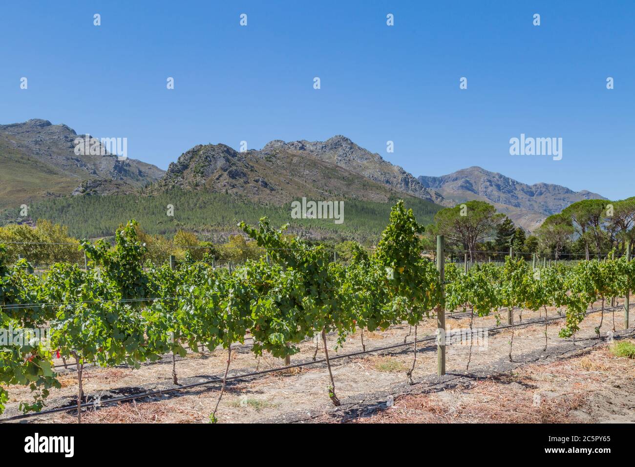 Vines growing in Franschhoek, South Africa, with mountains behind and a ...